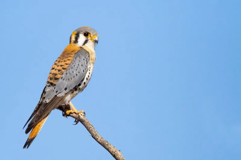 The American Kestrel — Northern Virginia Bird Alliance