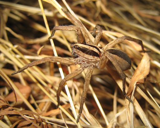 AAH Sanctuary Species-Wolf Spiders — Northern Virginia Bird Alliance