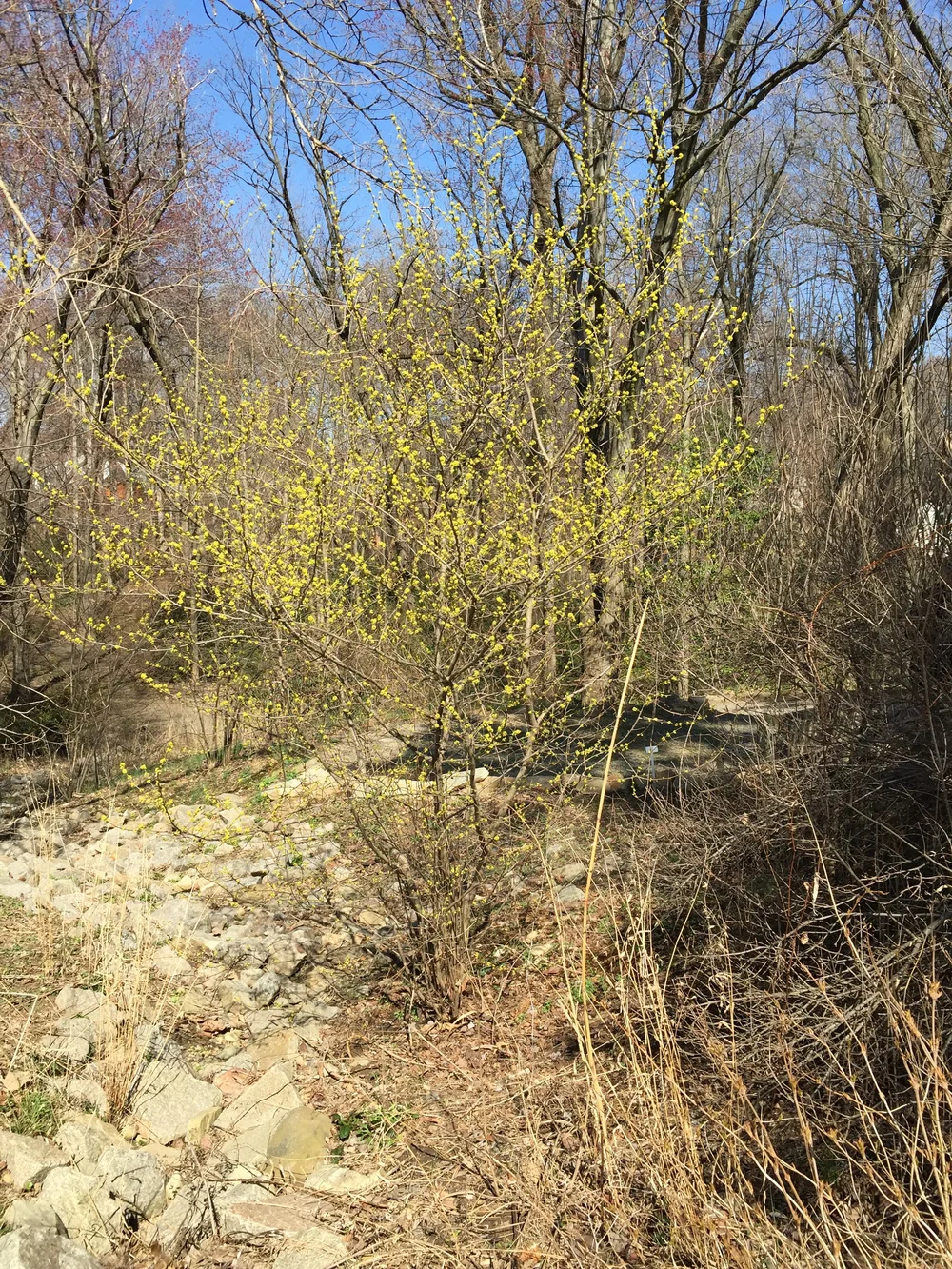 Plant This, Not That: Replacing Burning Bush — Northern Virginia Bird ...