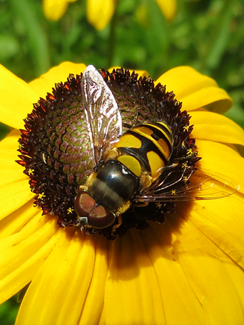 AAH Sanctuary Species-Hover Flies — Northern Virginia Bird Alliance