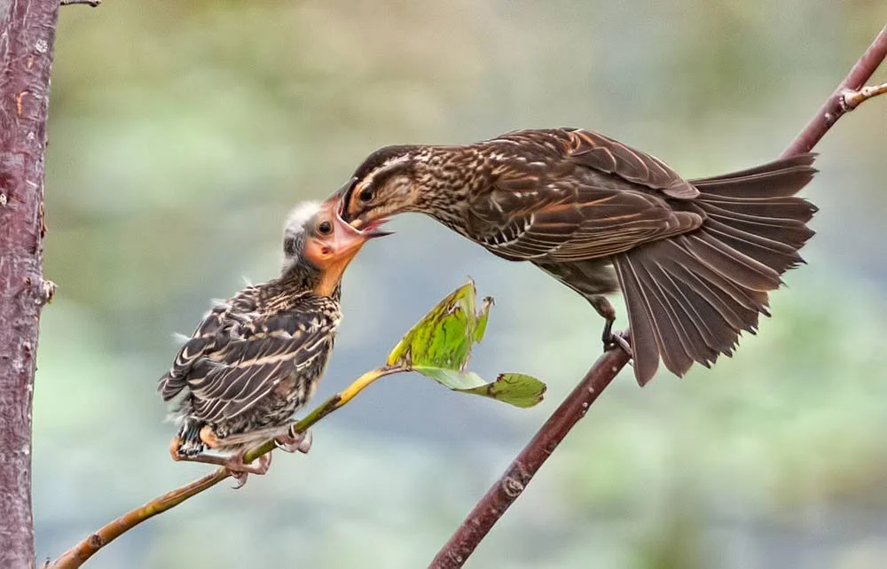 Updating the Virginia Breeding Bird Atlas — Northern Virginia Bird Alliance