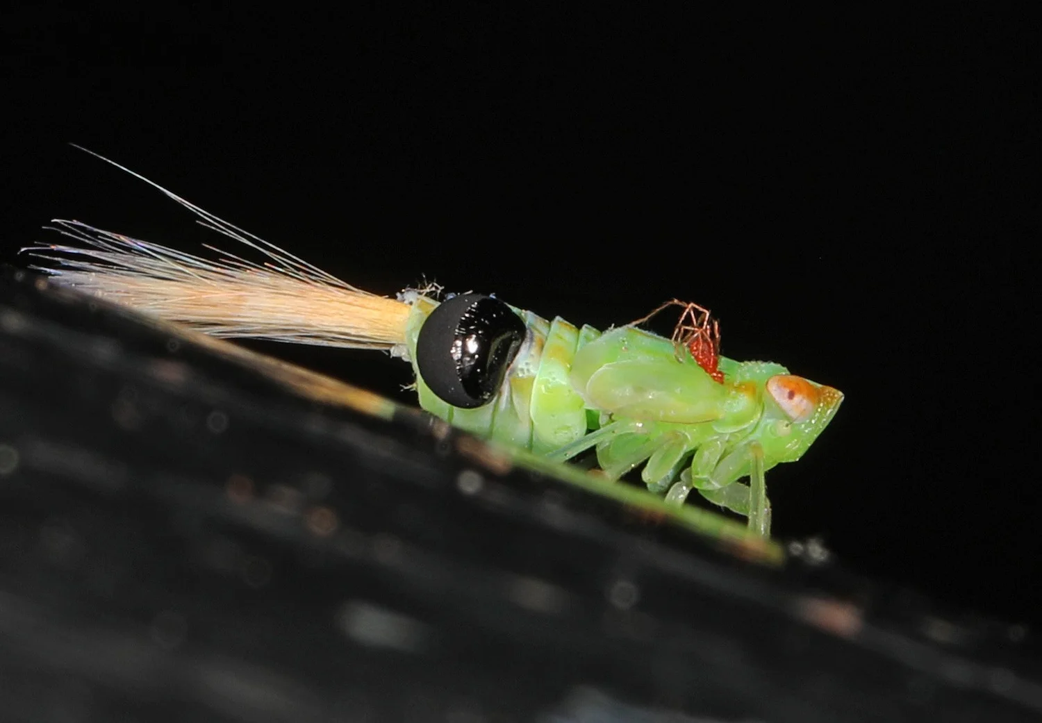 A Closer Look: Nature All Around Us, March 2025 — Northern Virginia ...