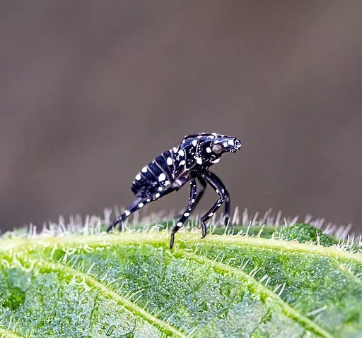 Perspective on the Dreaded Spotted Lanternfly — Northern Virginia Bird ...