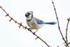 Wildlife Sanctuary Almanac: Love Our Mighty Oaks — Northern Virginia ...