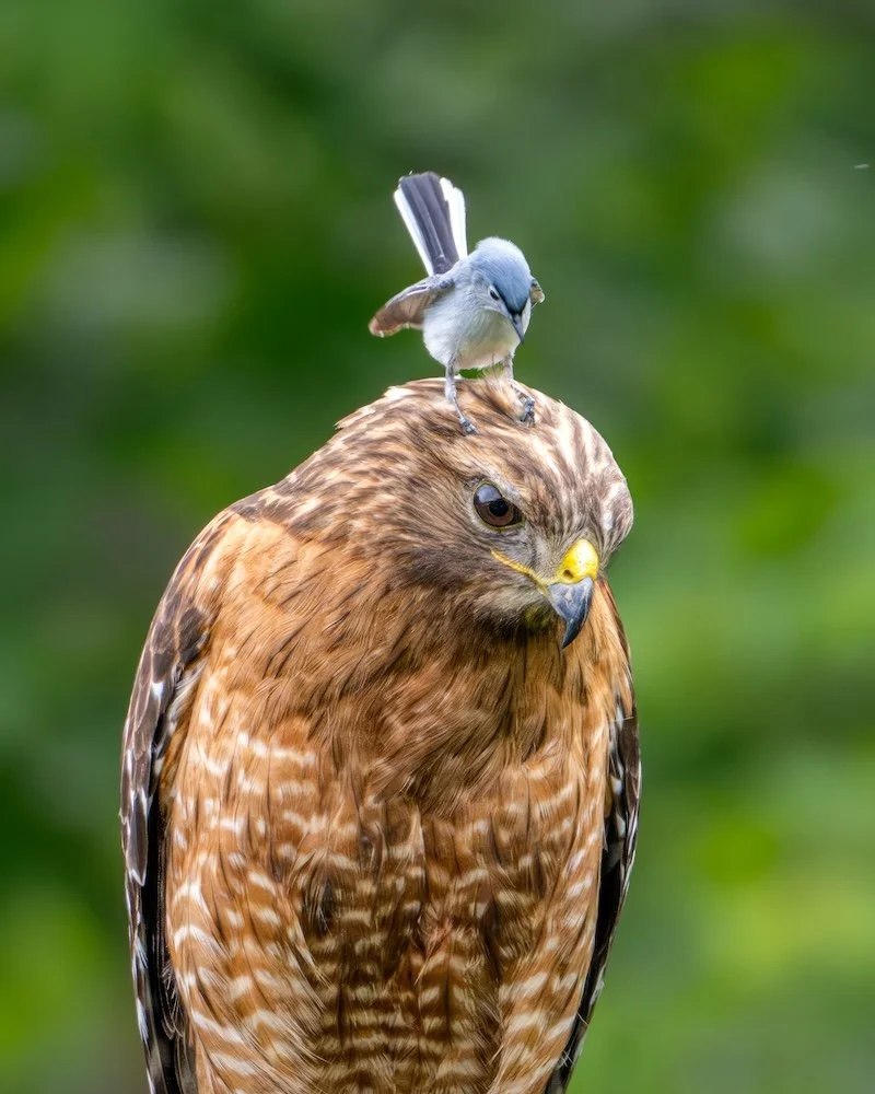 Huntley Meadows Park Celebrates 50 Years! — Northern Virginia Bird Alliance