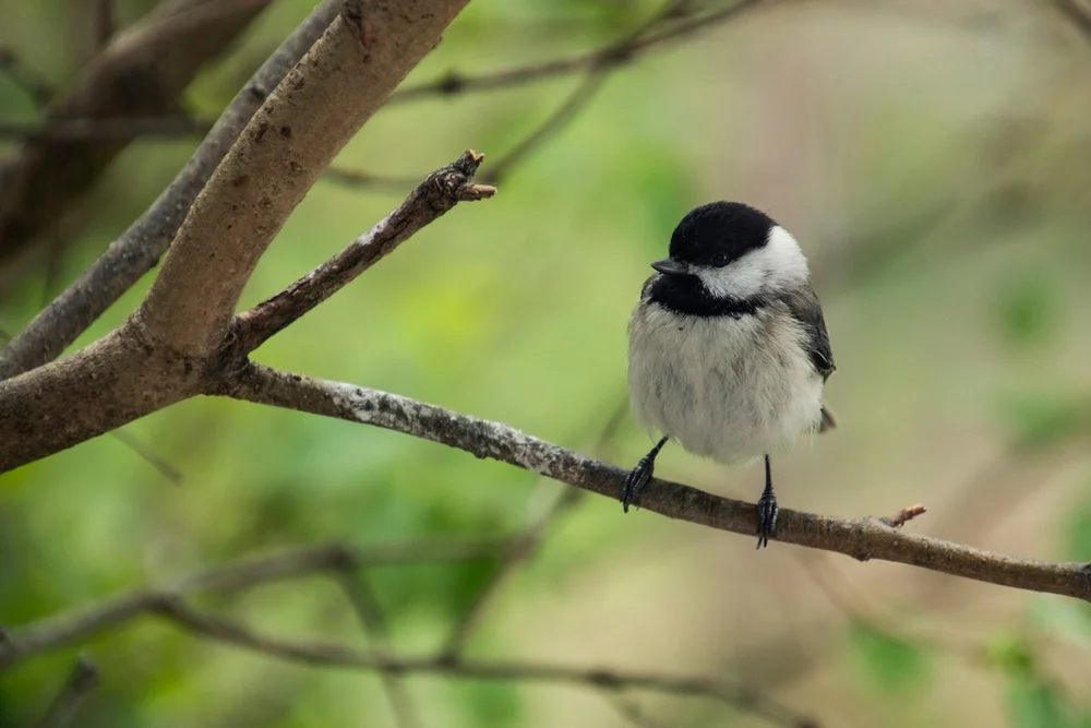 Wildlife Sanctuary Almanac: Sanctuary for Chickadees — Northern ...