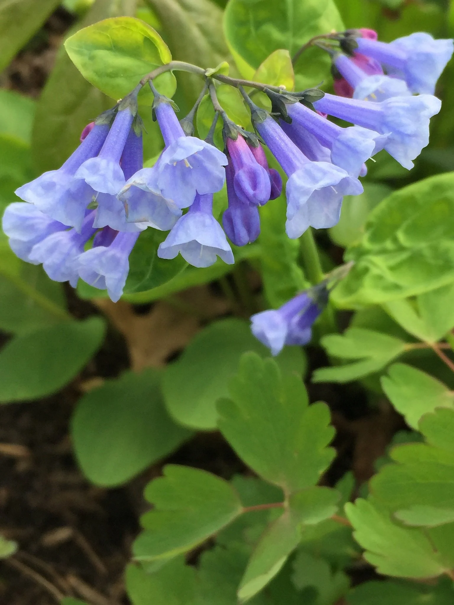 Plant This, Not That: Replacing Spanish Bluebells — Northern Virginia ...