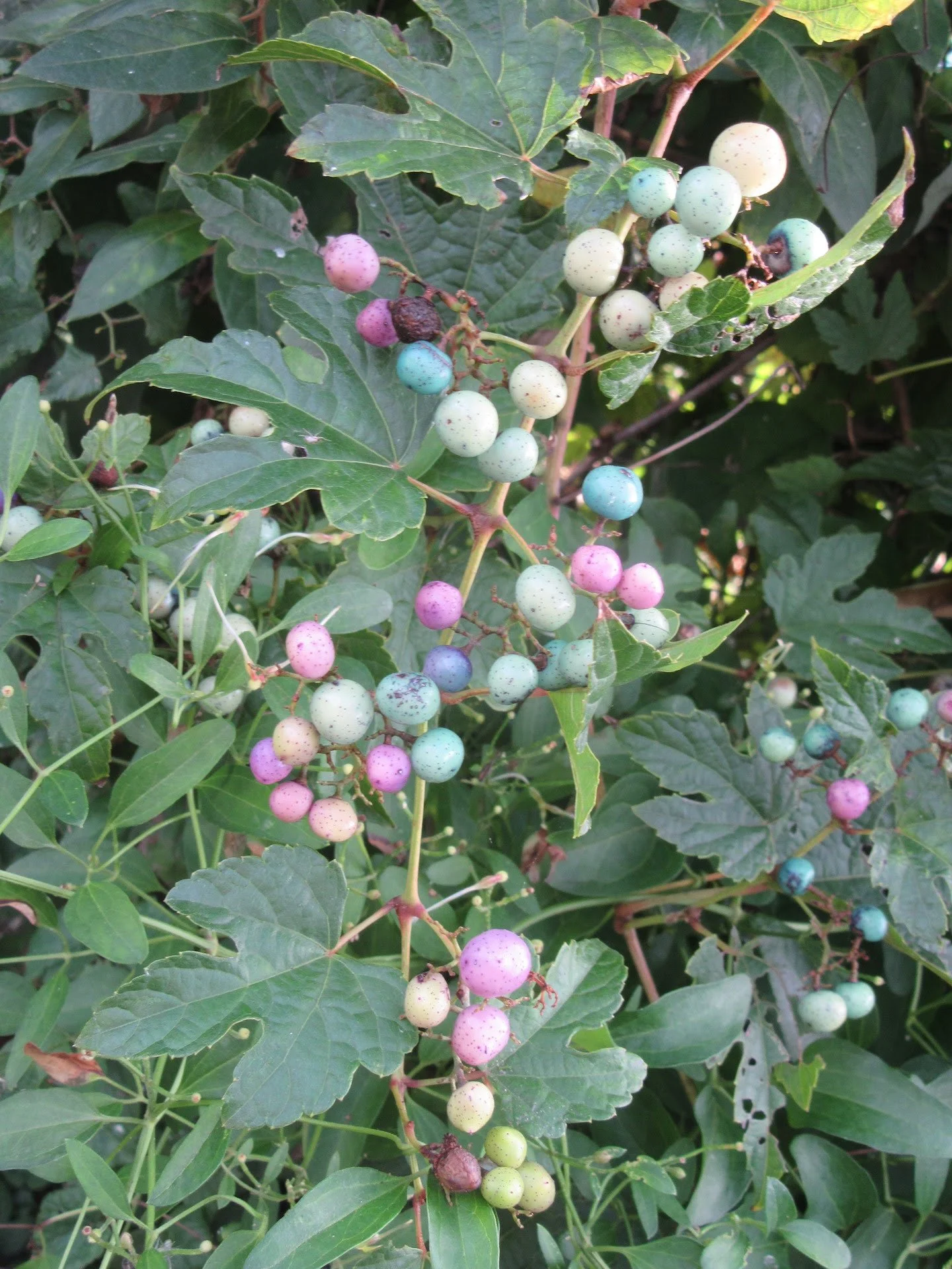 Invasive Plants Bill Became Law — Northern Virginia Bird Alliance