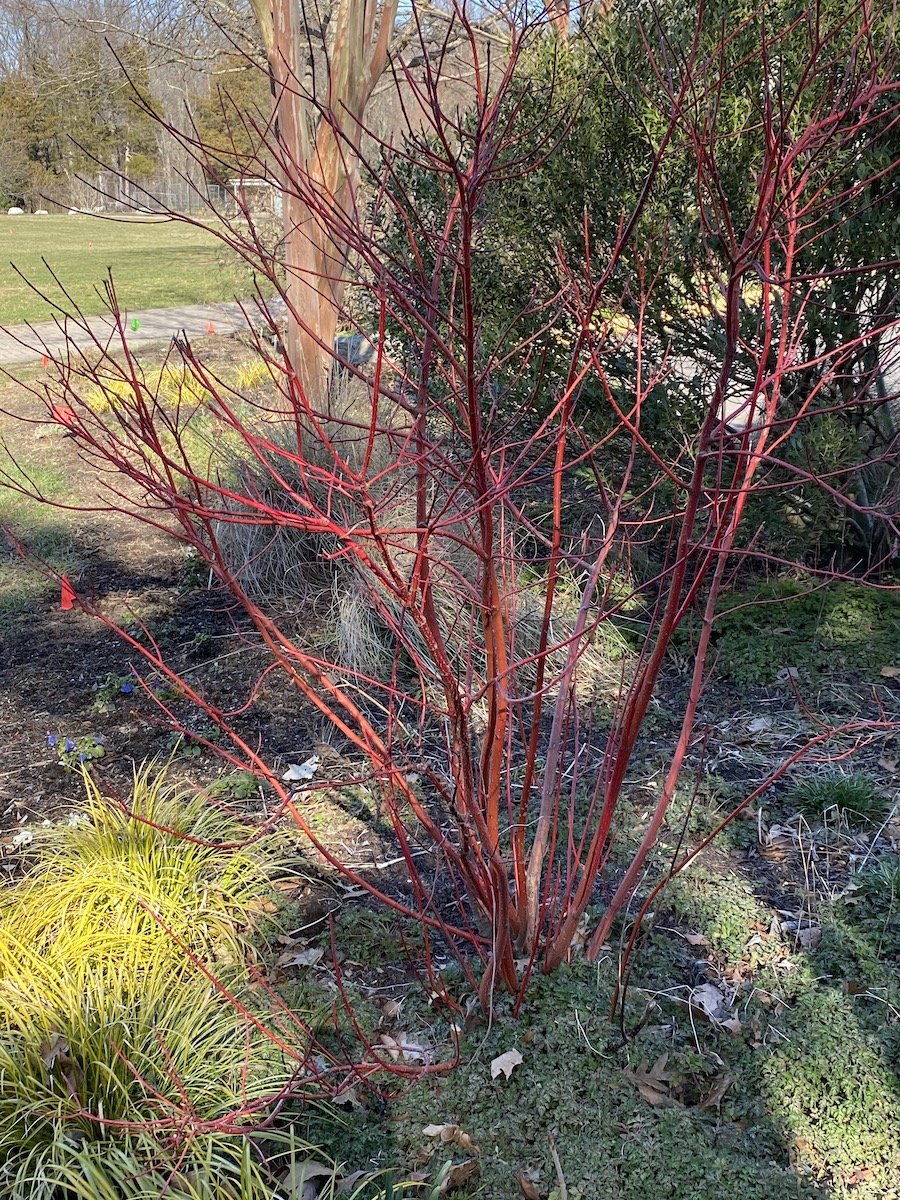 Plant This, Not That — Northern Virginia Bird Alliance