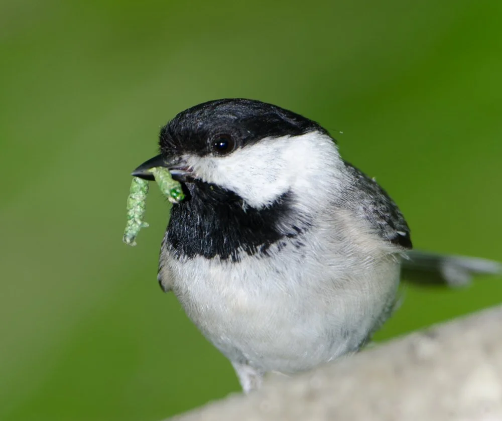 Wildlife Sanctuary Species-Chickadee — Northern Virginia Bird Alliance