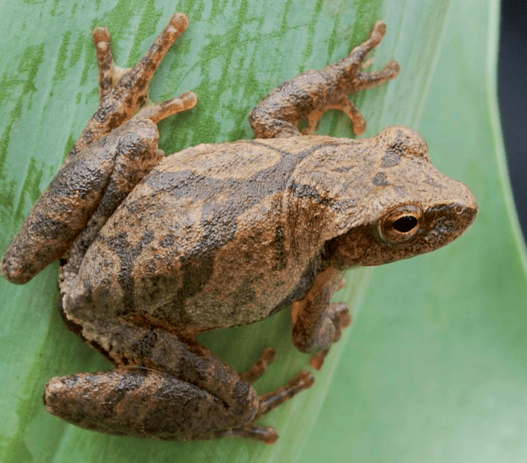 AAH Sanctuary Species-Frogs-Toads — Northern Virginia Bird Alliance