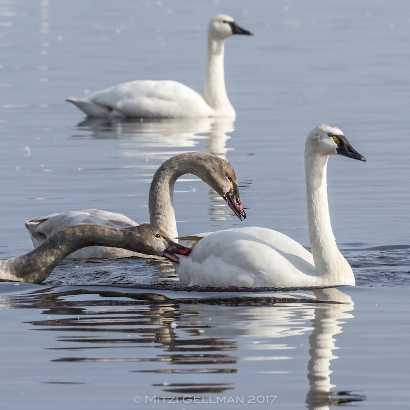 Tundra Swans — Northern Virginia Bird Alliance