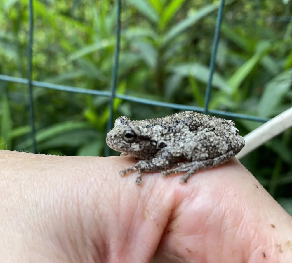 AAH Sanctuary Species-Frogs-Toads — Northern Virginia Bird Alliance