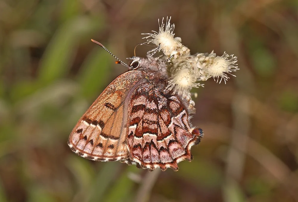 A Closer Look: Nature All Around Us, May 2025 — Northern Virginia Bird ...