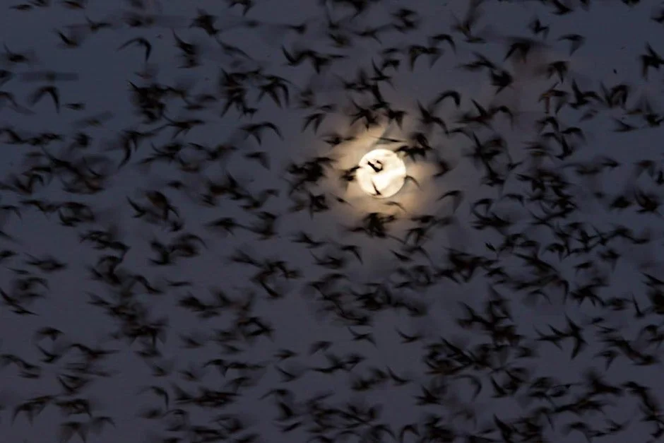 About Bird Safe NOVA — Northern Virginia Bird Alliance