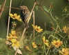 The Bobolink — Northern Virginia Bird Alliance