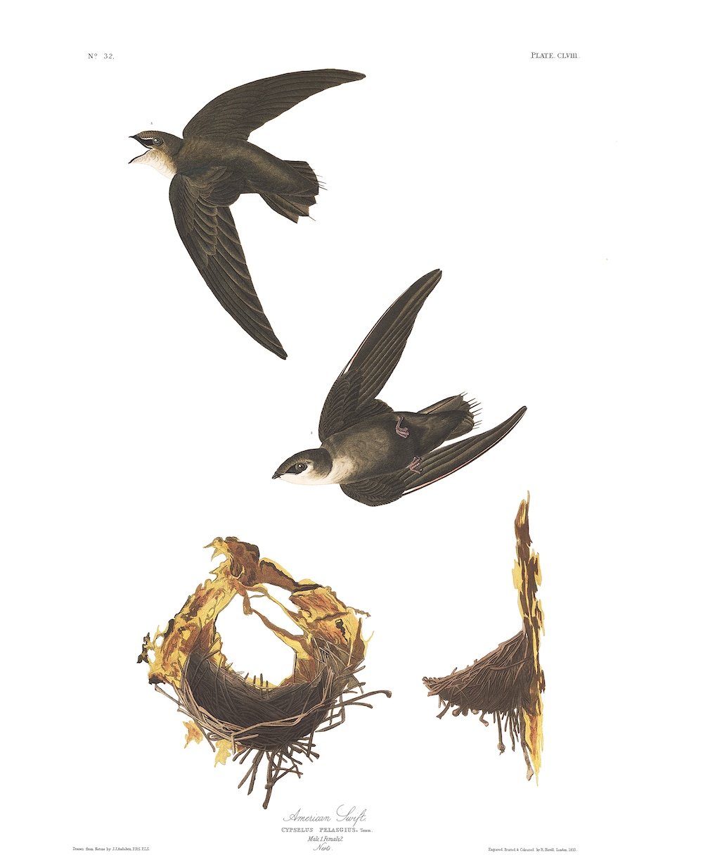 The Chimney Swift — Northern Virginia Bird Alliance