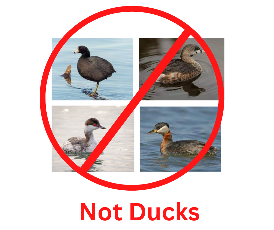 Top 5 Places to See Weird Ducks in Northern Virginia — Northern ...