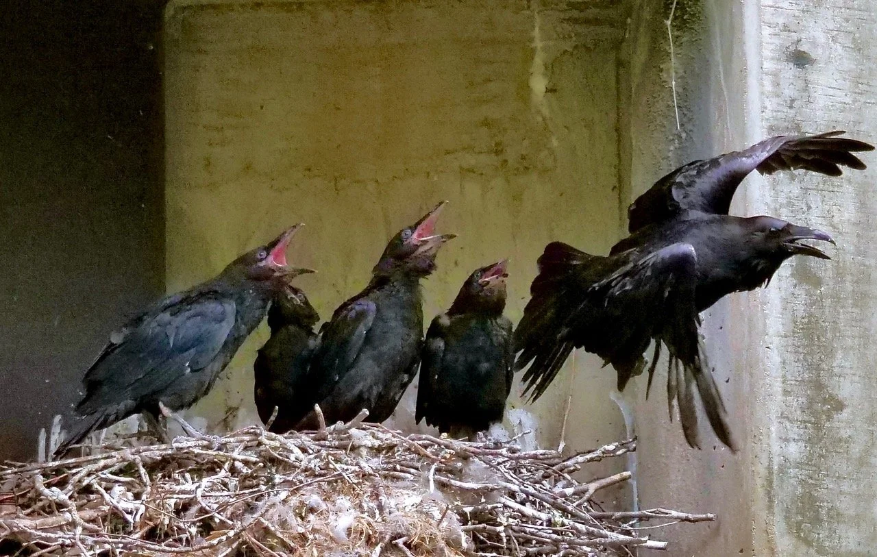 South Arlington’s Ravens — Northern Virginia Bird Alliance