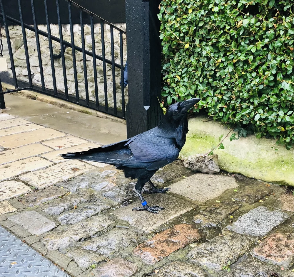 Common Ravens and their Mythic Duty Across the Pond — Northern Virginia ...