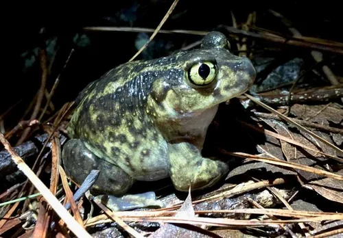 AAH Sanctuary Species-Frogs-Toads — Northern Virginia Bird Alliance
