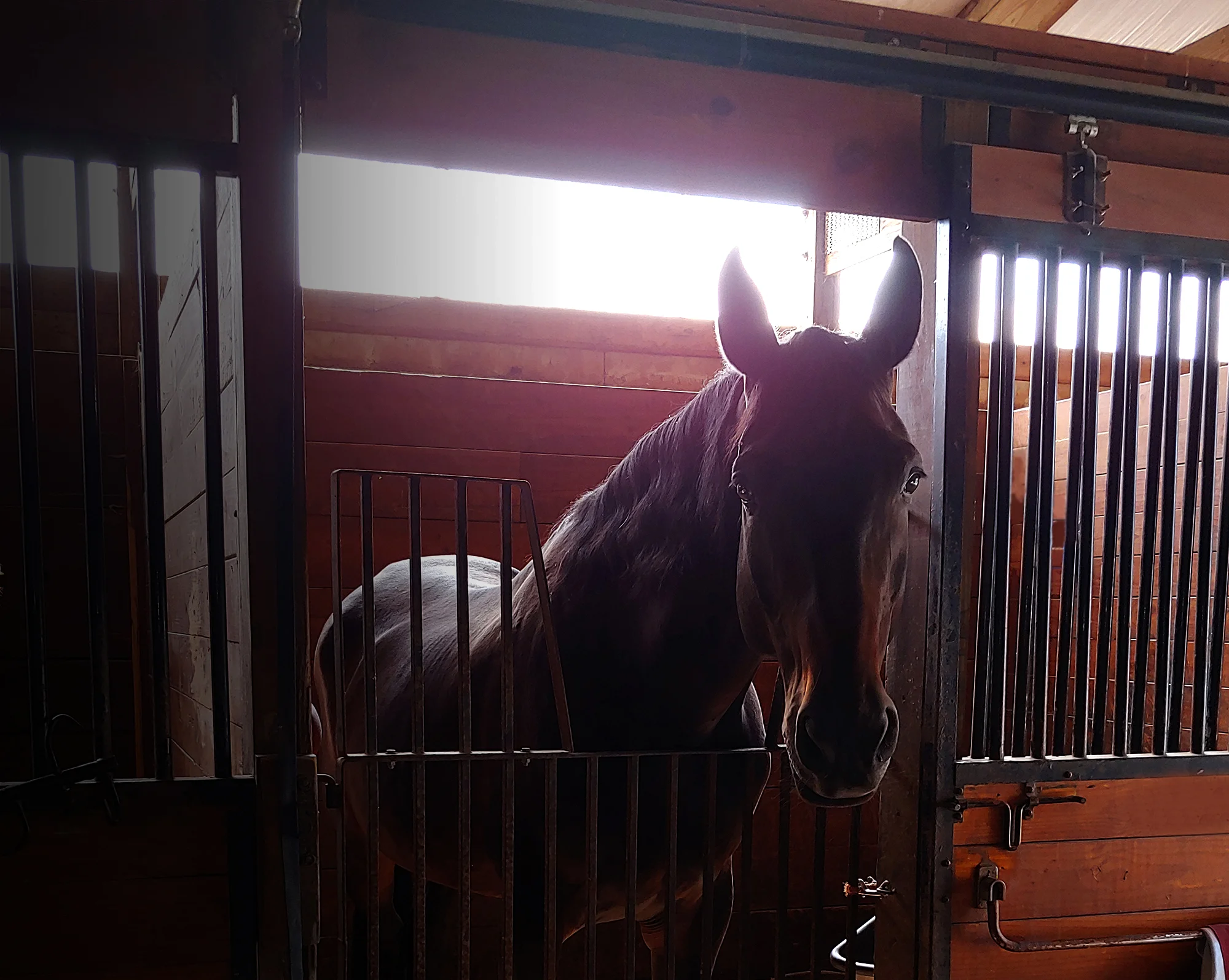 Wedgewood Stables