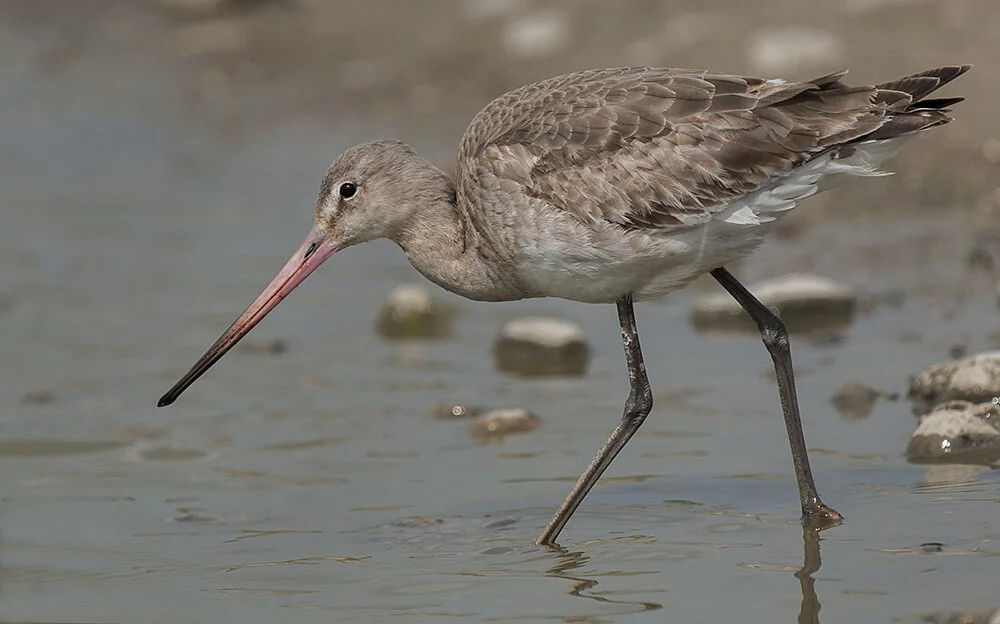 Bar Tailed Godwit Migration