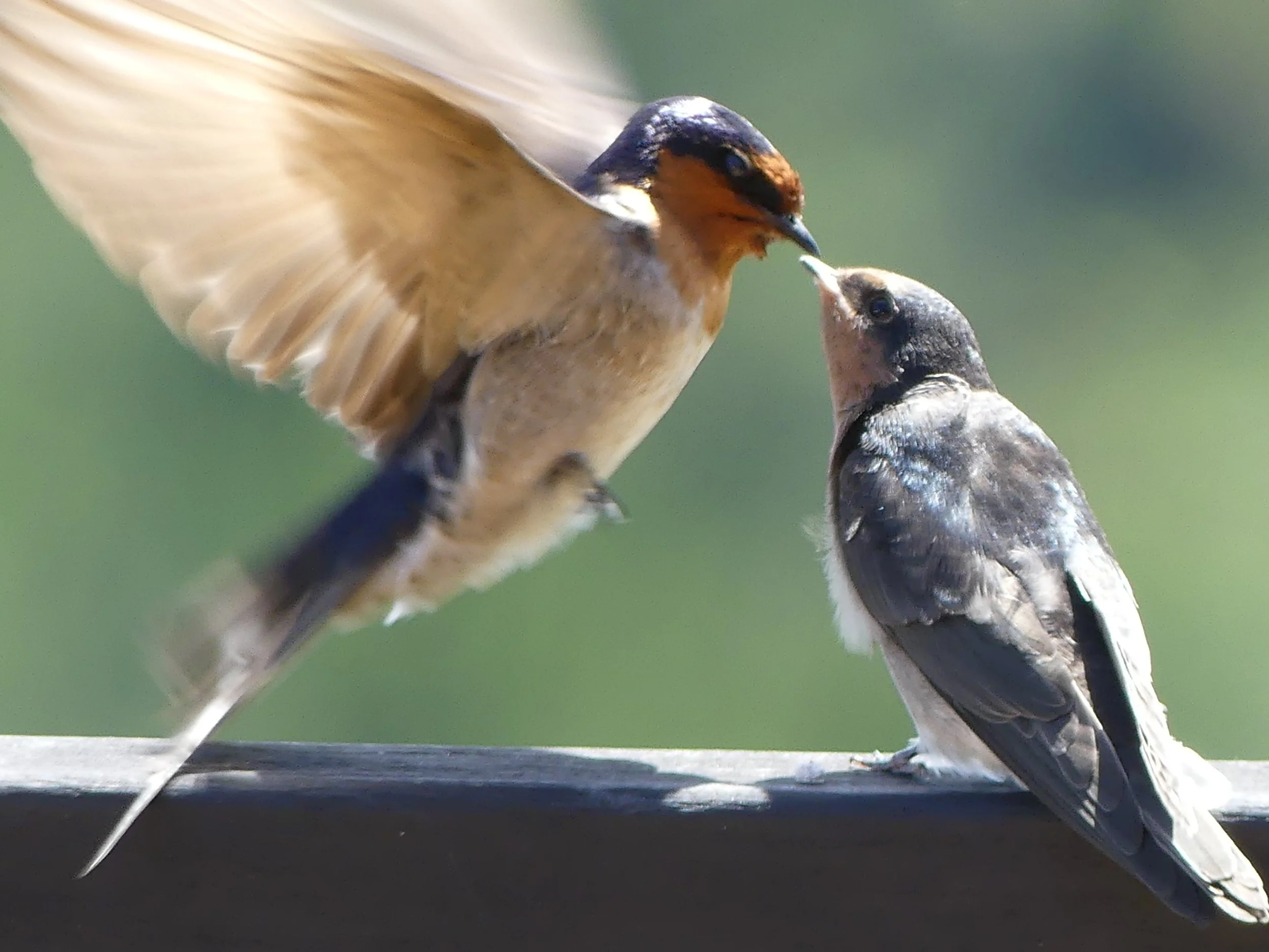 Backyard Birding Photo Competition Winners — Te Korowai o Waiheke