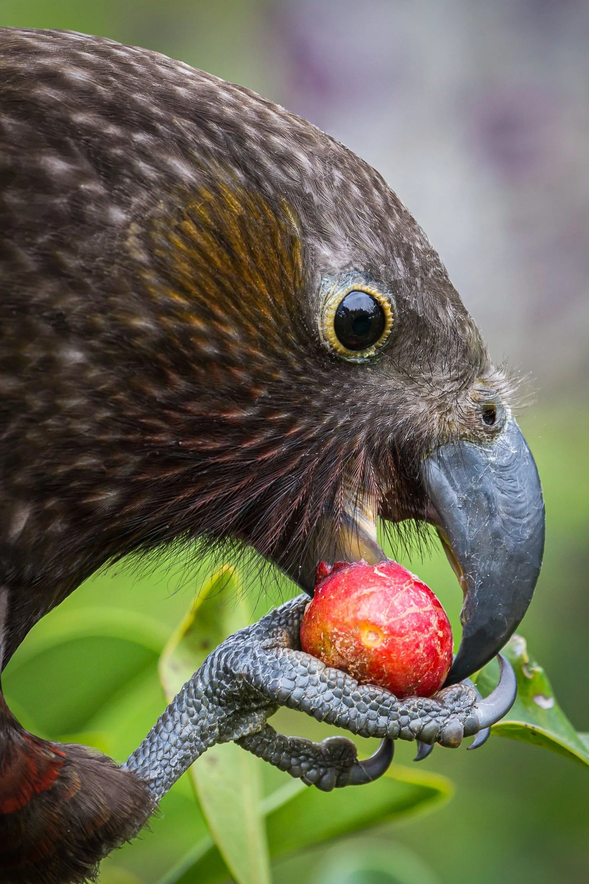 Backyard Birding Photo Competition Winners — Te Korowai o Waiheke