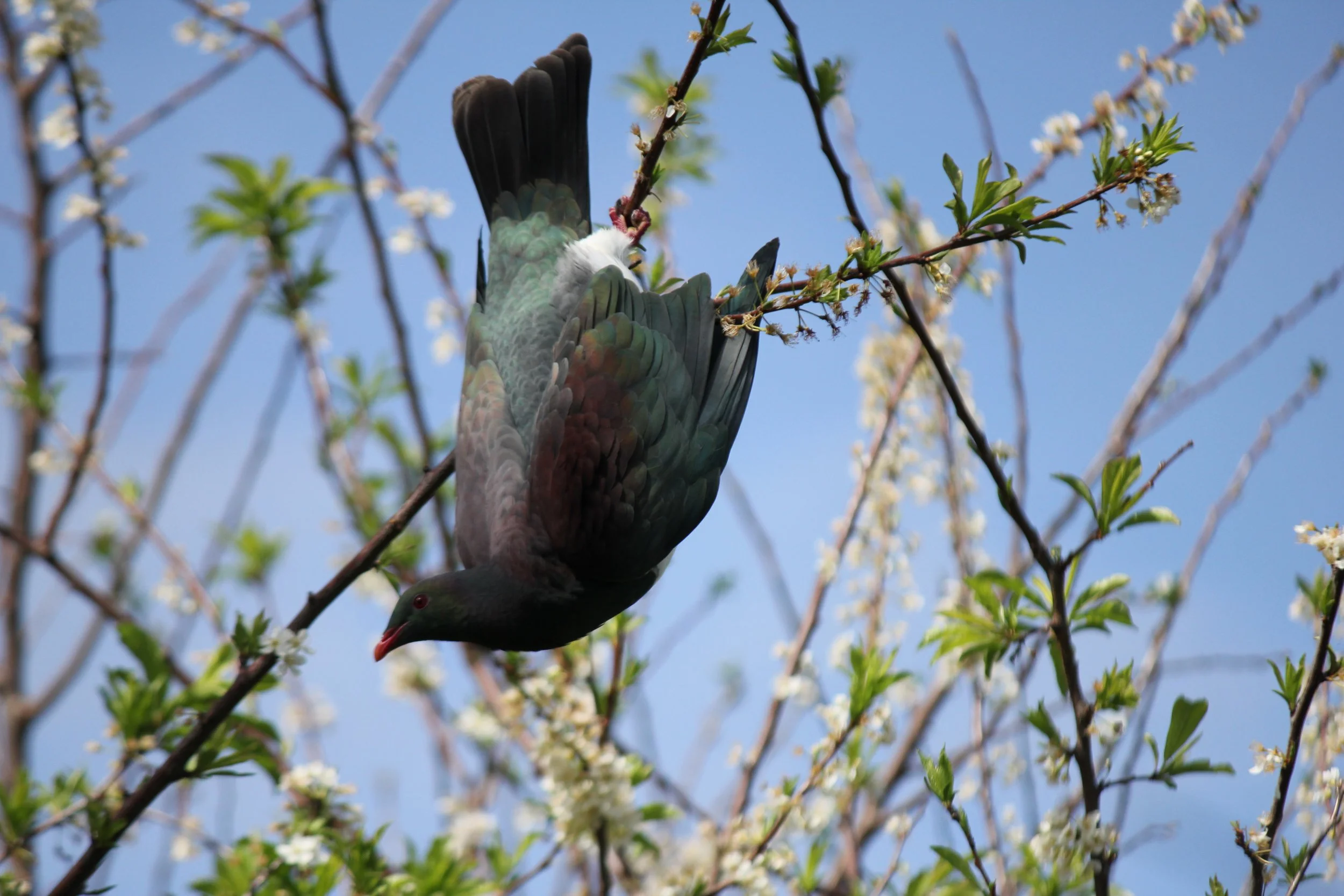 Backyard Birding Photo Competition Winners — Te Korowai o Waiheke
