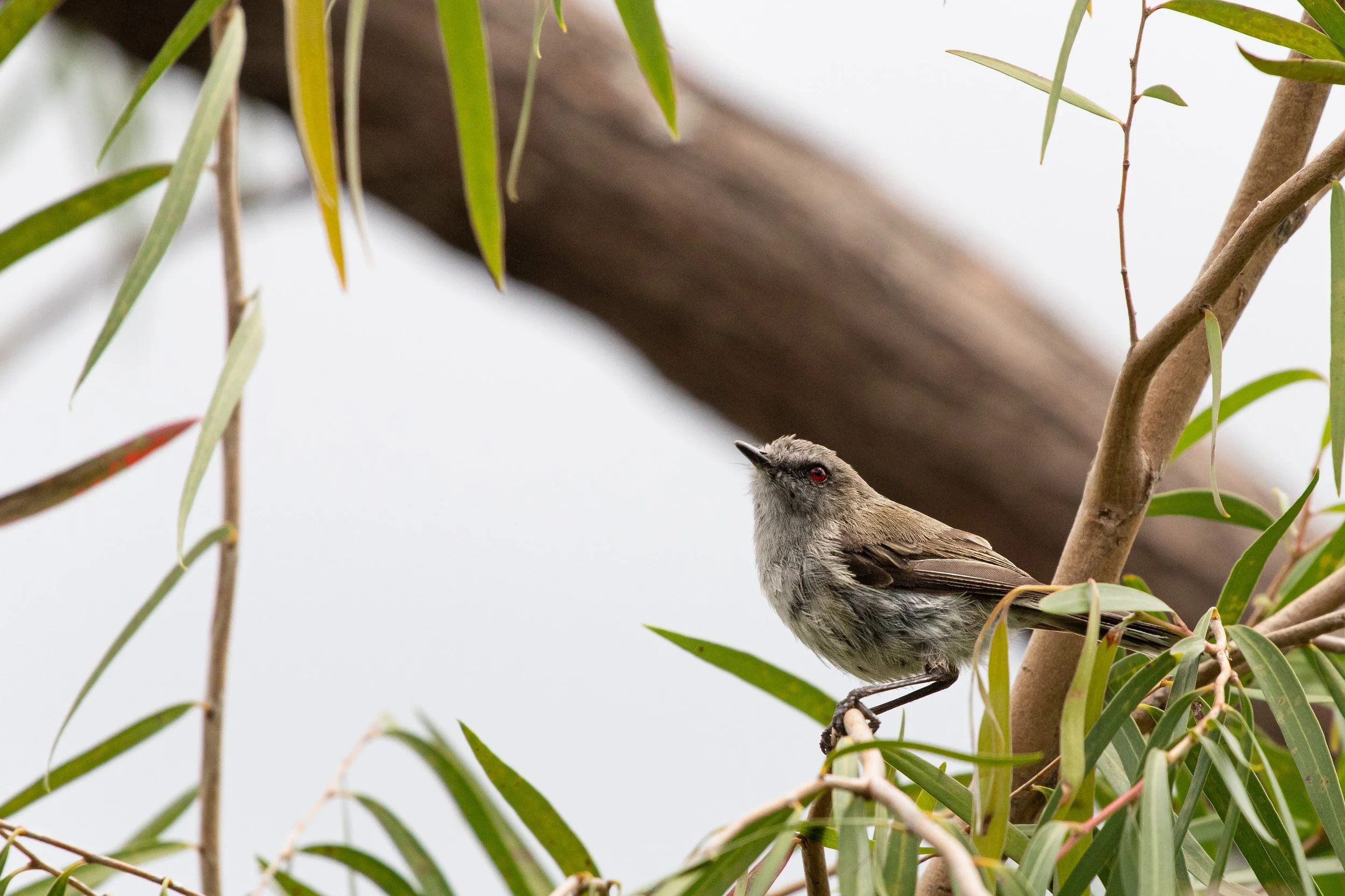 Backyard Birding Photo Competition Winners — Te Korowai o Waiheke