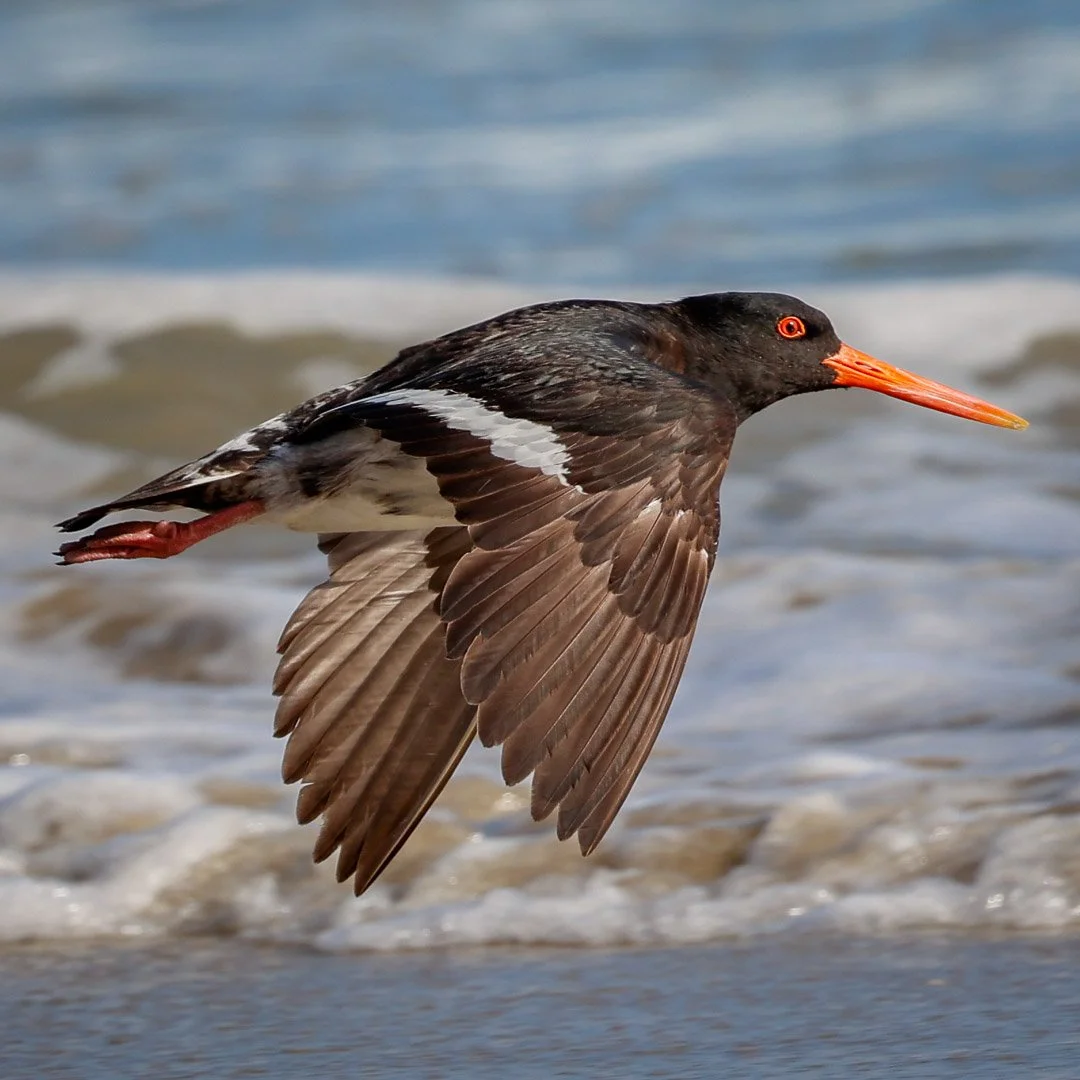 Backyard Birding Photo Competition Winners — Te Korowai o Waiheke