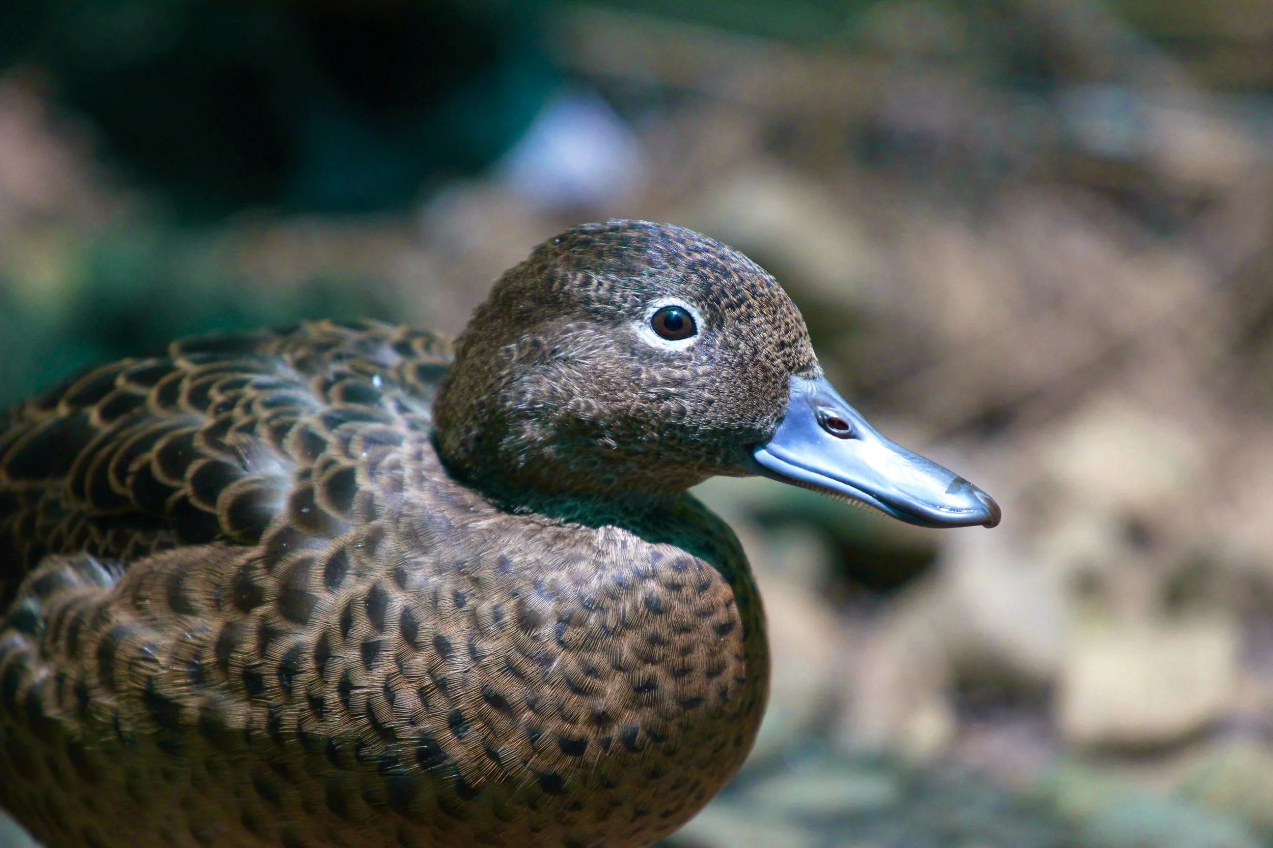 The rarest species of mainland duck in Aotearoa — Written by Te Korowai ...