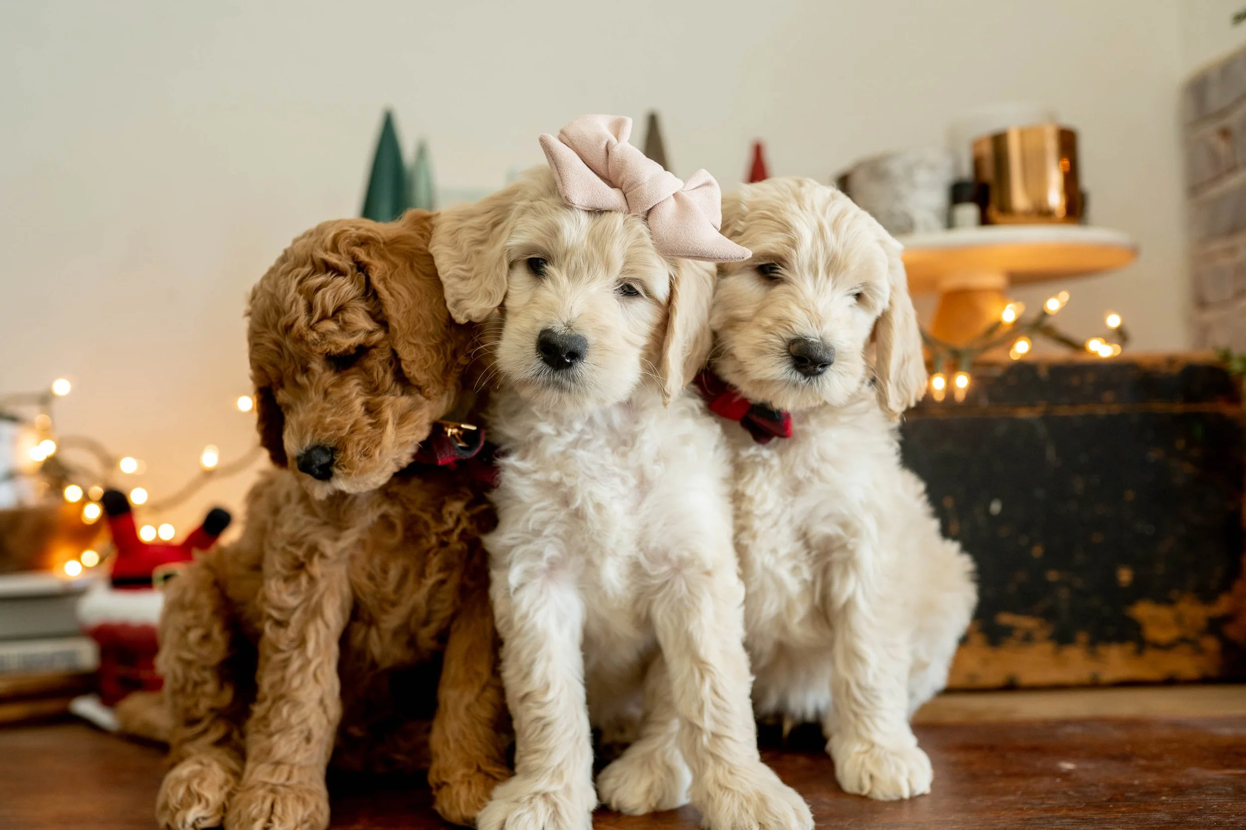 Daisy Mountain Doodles