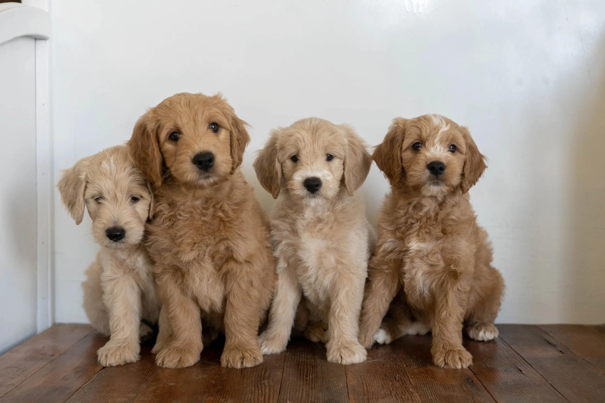 Daisy Mountain Doodles