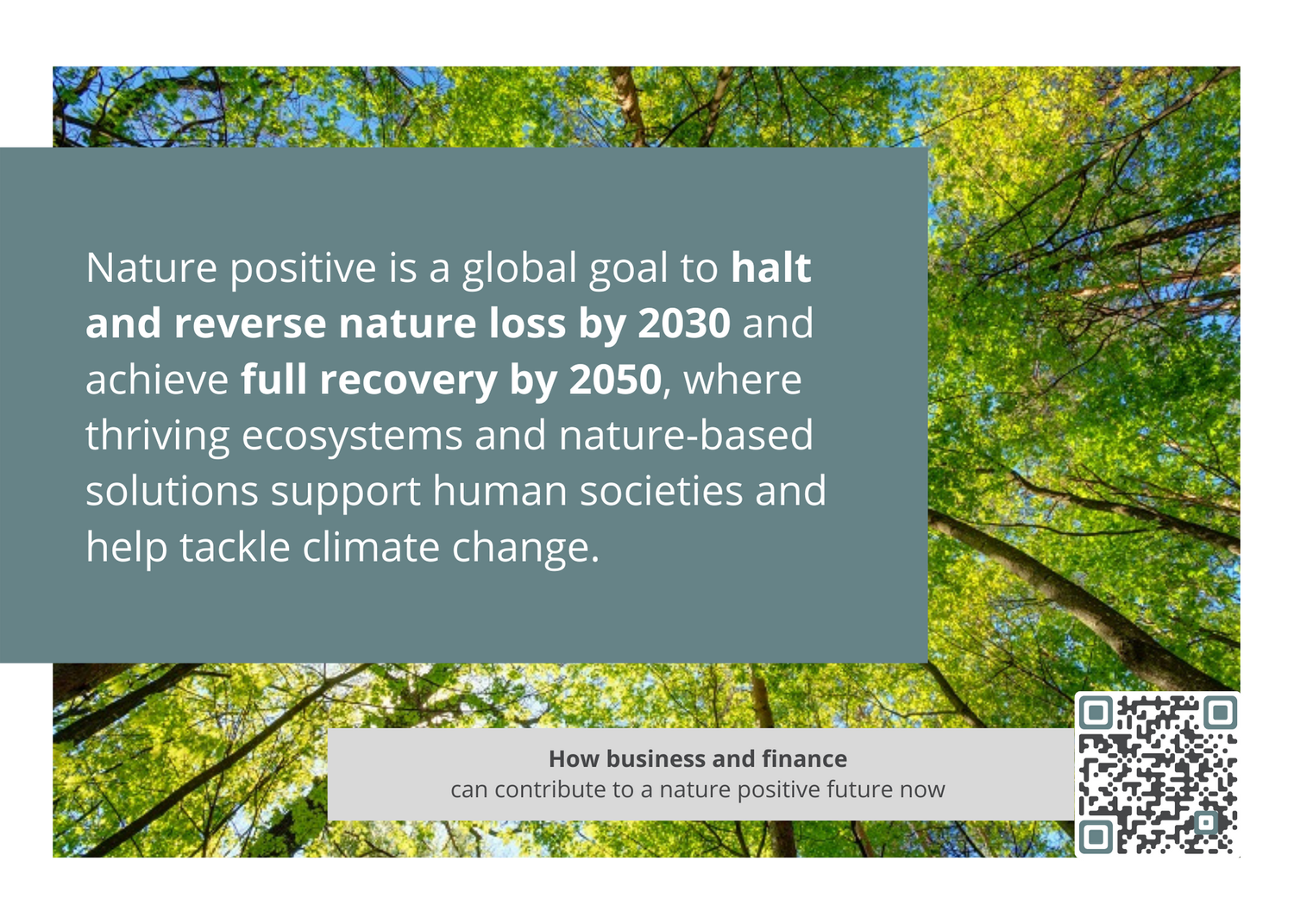 How business and finance can contribute to a nature positive future now ...