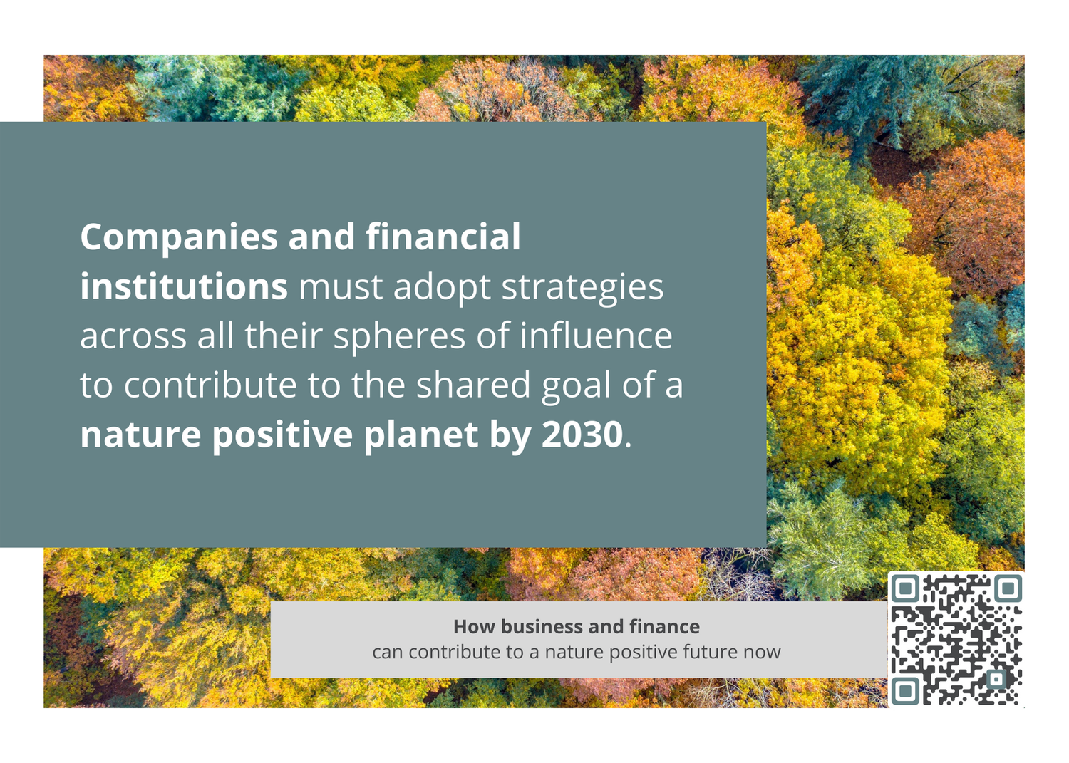 How business and finance can contribute to a nature positive future now ...