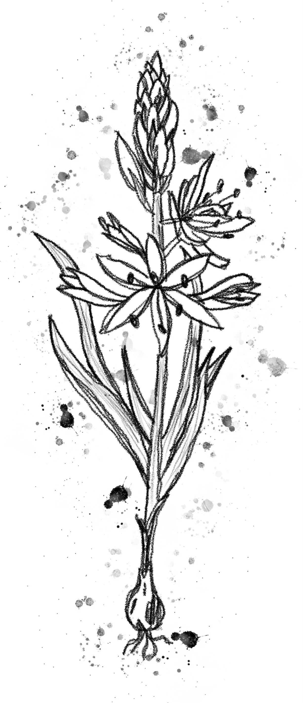 New Page — White Camas Collections