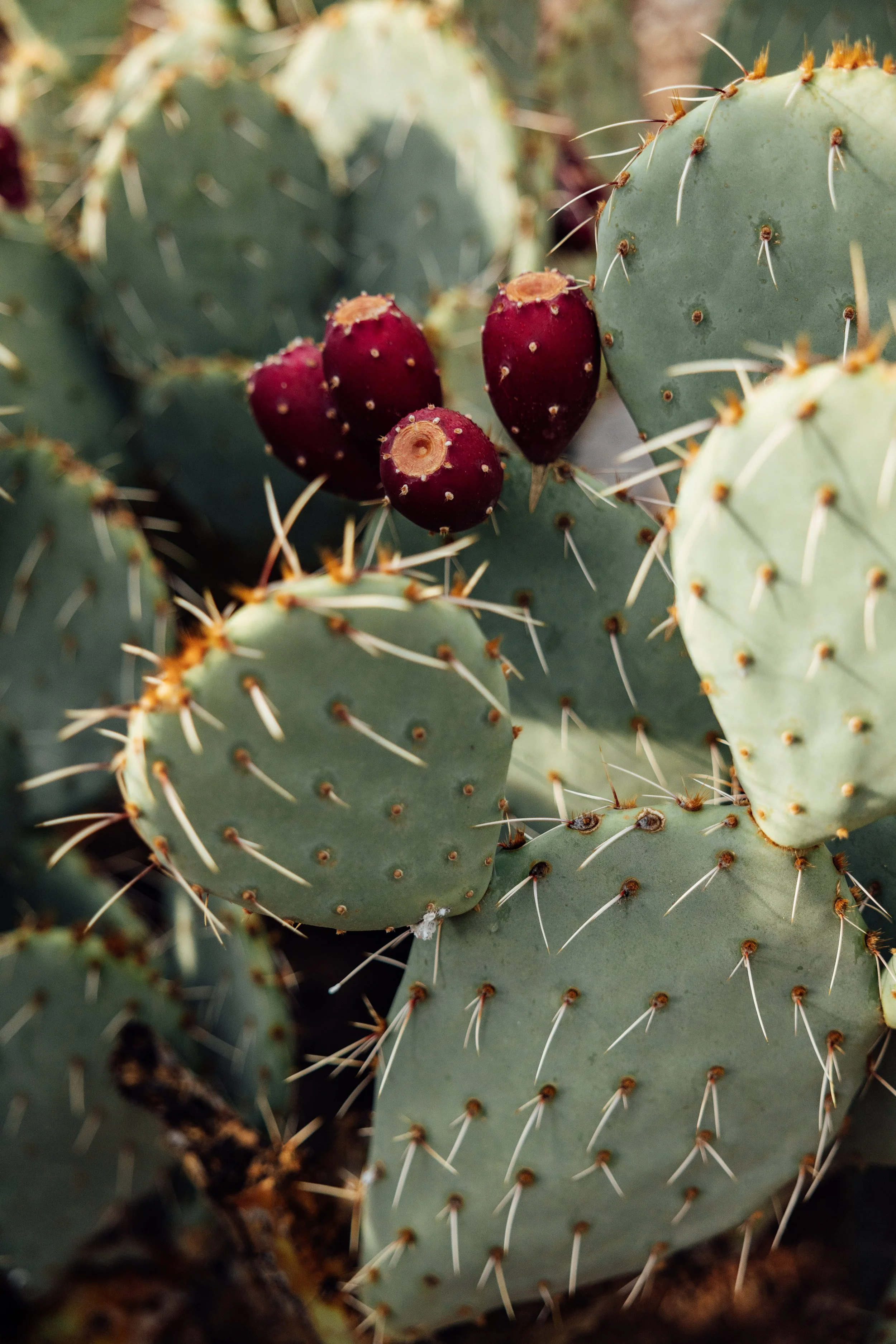 Puglia Edition Print Cards — The One With Wanderlust