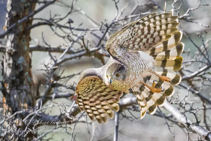 Cooper's Hawk - a beautiful but deadly hunter — % / wild birds ...