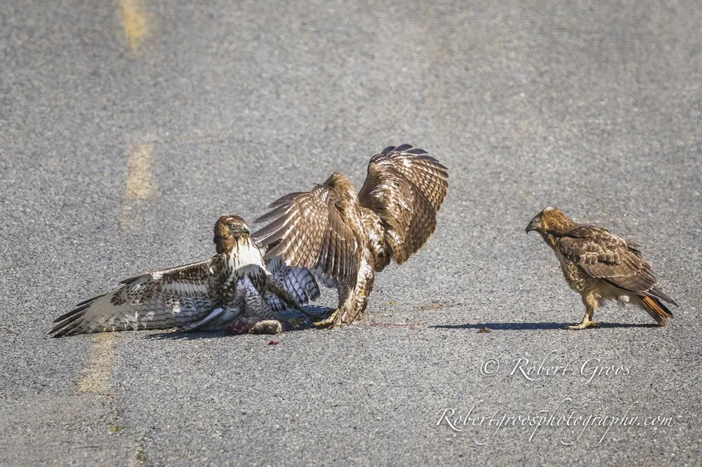 A Plate of Fresh Roadkill, Please — % / wild birds & adventure travel