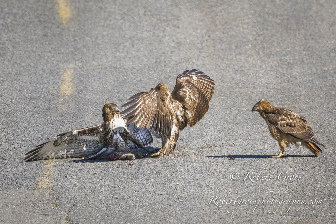 A Plate of Fresh Roadkill, Please — % / wild birds & adventure travel