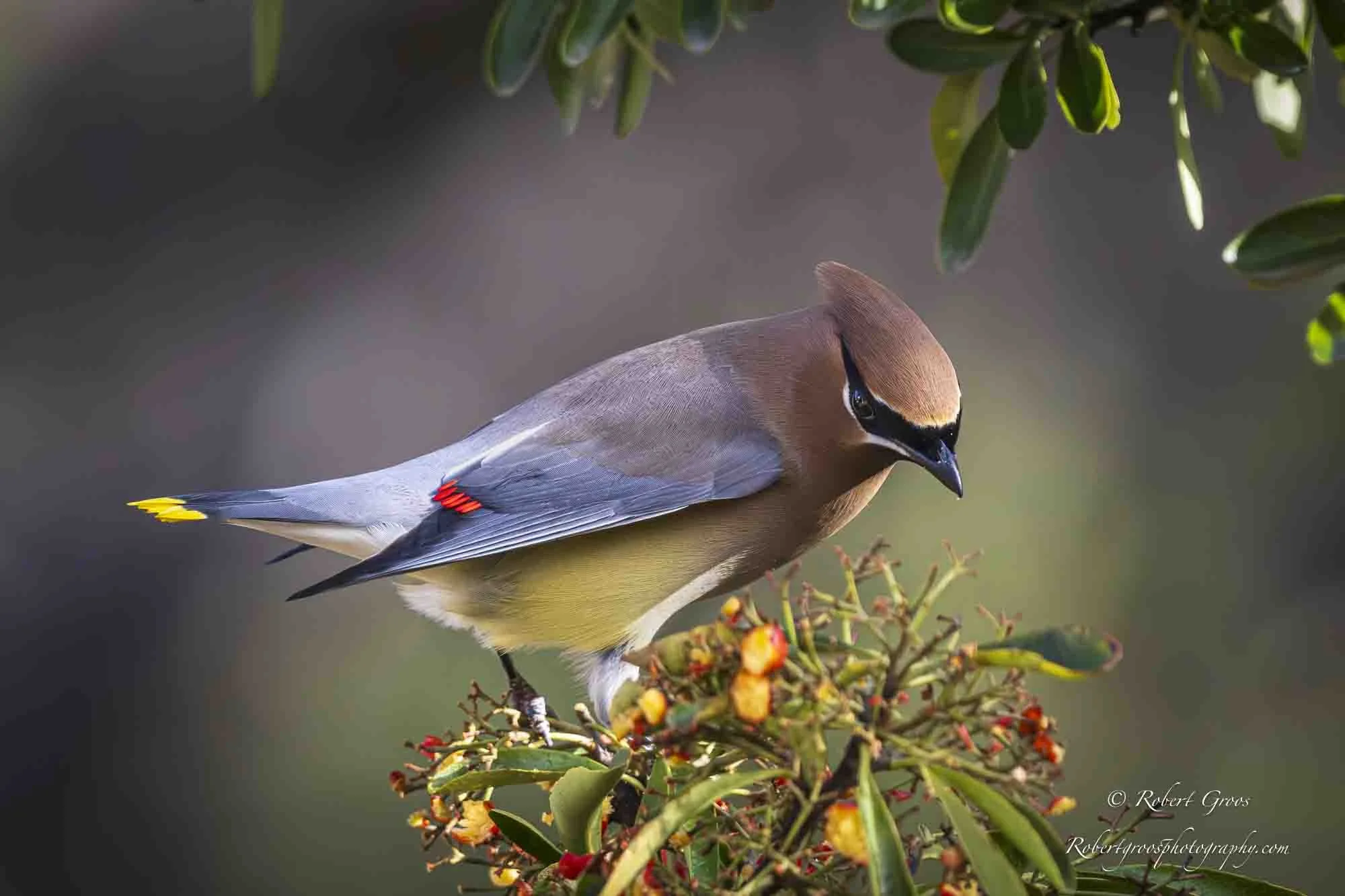 Taking Flight with Cedar Waxwings — % / wild birds & adventure travel