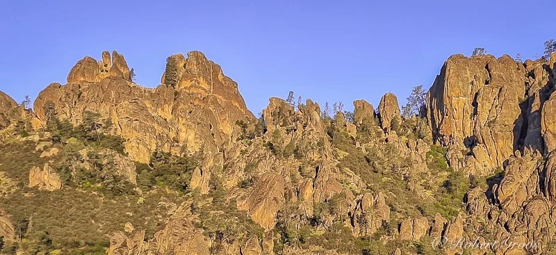Three Days of the Condor at Pinnacles National Park — % / wild birds ...