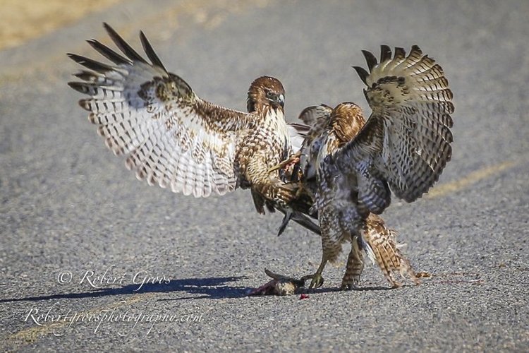 A Plate of Fresh Roadkill, Please — % / wild birds & adventure travel