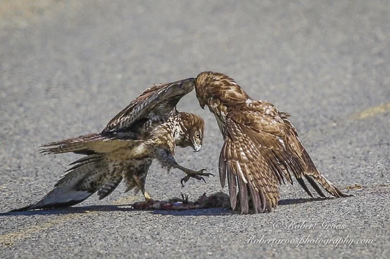 A Plate of Fresh Roadkill, Please — % / wild birds & adventure travel