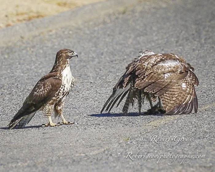 A Plate of Fresh Roadkill, Please — % / wild birds & adventure travel