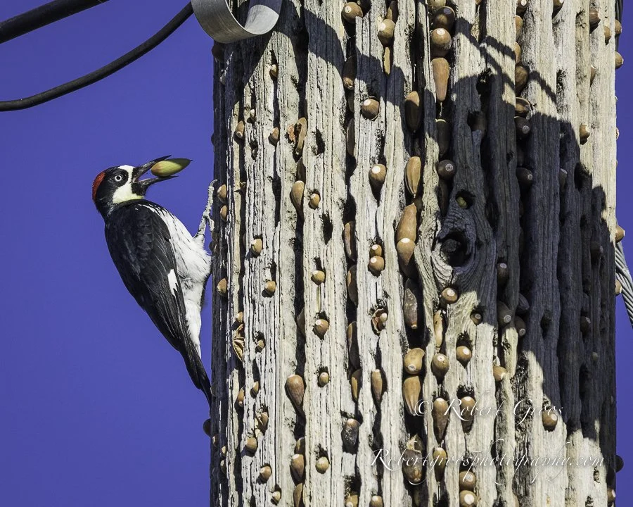The Acorn Woodpecker: Voice of the Oak Woodlands — % / wild birds ...