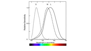 Cones — Colour Literacy Project