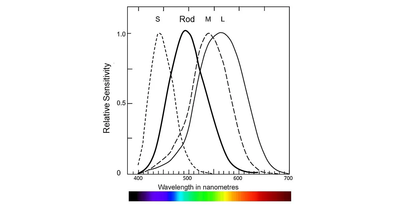 Parts of the eye — Colour Literacy Project
